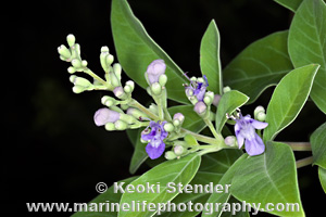 Threeleaf Vitex, Vitex trifolia