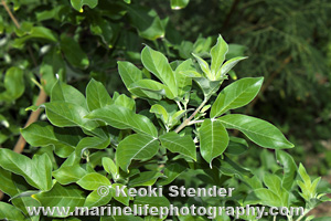Threeleaf Vitex, Vitex trifolia