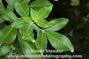Threeleaf Vitex, Vitex trifolia