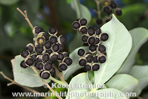Threeleaf Vitex, Vitex trifolia