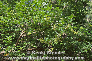 Threeleaf Vitex, Vitex trifolia