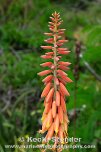 Barbados Aloe, Aloe vera
