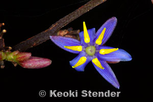 Northern Flax Lily or Dianella, Dianella atraxis