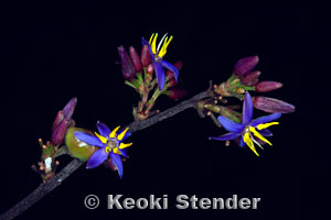 Northern Flax Lily or Dianella, Dianella atraxis