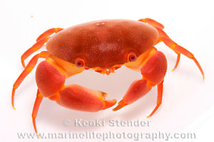 Convex Crab, Carpilius convexus