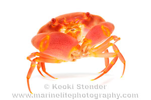 Convex Crab, Carpilius convexus