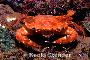 Hawaiian Swimming Crab, Goniosupradens hawaiensis
