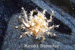 Hilo Collector Crab, Schizophroida hilensis