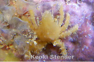 Hilo Collector Crab, Schizophroida hilensis