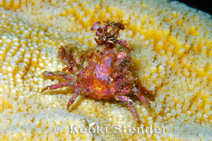 Hilo Collector Crab, Schizophroida hilensis