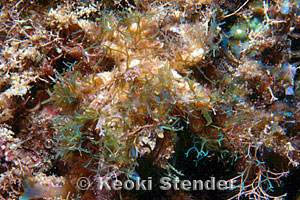 Hilo Collector Crab, Schizophroida hilensis