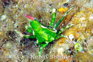 Simple Collector Crab, Simocarcinus simplex