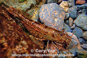 Mountain Shrimp, Atyoida bisulcata