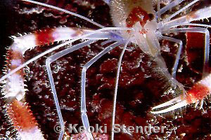 Banded Coral Shrimp, Stenopus hispidus