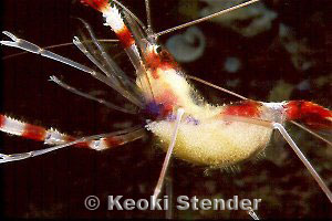 Banded Coral Shrimp, Stenopus hispidus