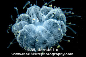 Crowned Jellyfish, Cephea cephea