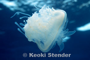 Crowned Jellyfish, Cephea cephea