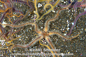 Spiny Brittle Star, Ophiothrix spiculata