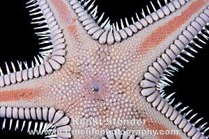 Northern or California Spiny Sand Star, Astropecten verrilli