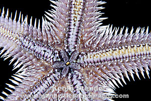 Northern or California Spiny Sand Star, Astropecten verrilli