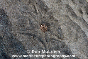 Eight-armed Star, Luidia aspera