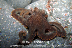 Index of /marine/mollusks/cephalopods/