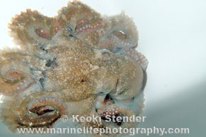 Hawaiian or Crescent Octopus, Octopus hawaiiensis