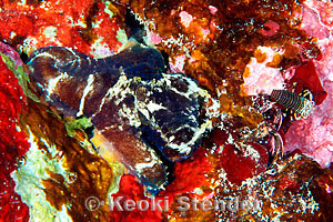 Hawaiian or Crescent Octopus, Octopus hawaiiensis