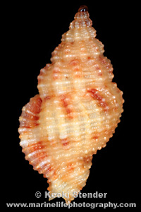 Grain whelk, Sinetectula carduus