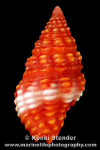 Index of /marine/mollusks/gastropods/buccinidae/