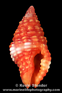 Family Pisaniidae, Prodotiidae, and Colubrariidae, Tropical whelks and ...