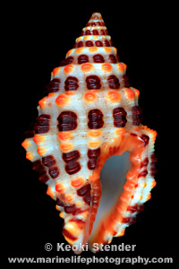 Family Pisaniidae, Prodotiidae, and Colubrariidae, Tropical whelks and ...