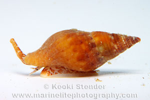 Family Buccinidae, Whelks
