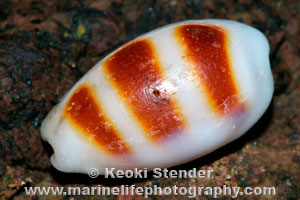 Index of /marine/mollusks/gastropods/cowries/