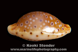 Beck's Cowry, Cypraea (Naria) beckii