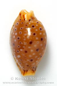 Beck's Cowry, Cypraea (Naria) beckii