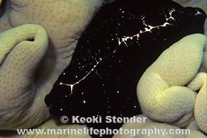 Egg Cowry, Ovula ovum