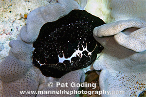 Egg Cowry, Ovula ovum