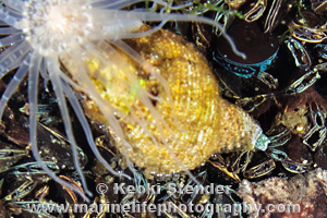 Shouldered Castor Bean, Drupella margariticola