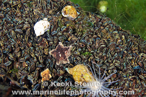 Shouldered Castor Bean, Drupella margariticola