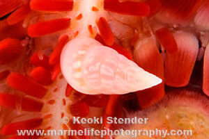 Bryan's Eulimid, Melanella bryani