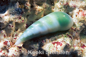 Parasitic Snails, Family Eulimidae