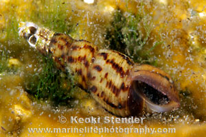 Red-rim Melania, Melanoides tuberculata