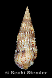 Chinese Horn, Rhinoclavis sinensis