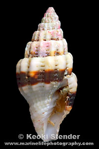 Miters, Family Mitridae & Costellariidae