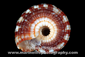Areola Sundial, Heliacus areola areola