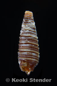Grooved Triphorid, Euthymella incisa