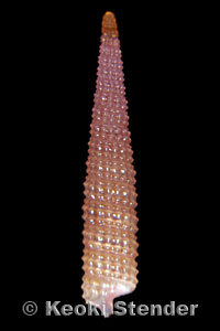 Triphorids, Family Triphoridae