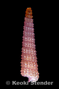 Slender Purple Triphorid, Inella subfenestra