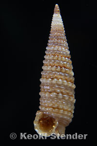 Triphorids, Family Triphoridae